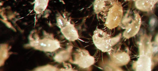 Mehlmilbe – Angermeier Schädlingsbekämpfung Nürnberg