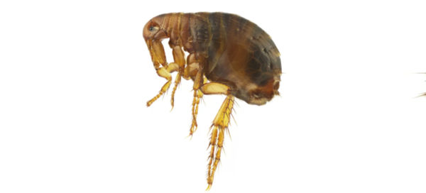 Menschenflöhe – Angermeier Schädlingsbekämpfung Nürnberg